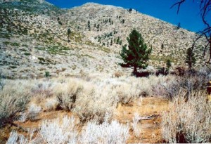 Emigrant Trails West, Inc. − Carson Trail
